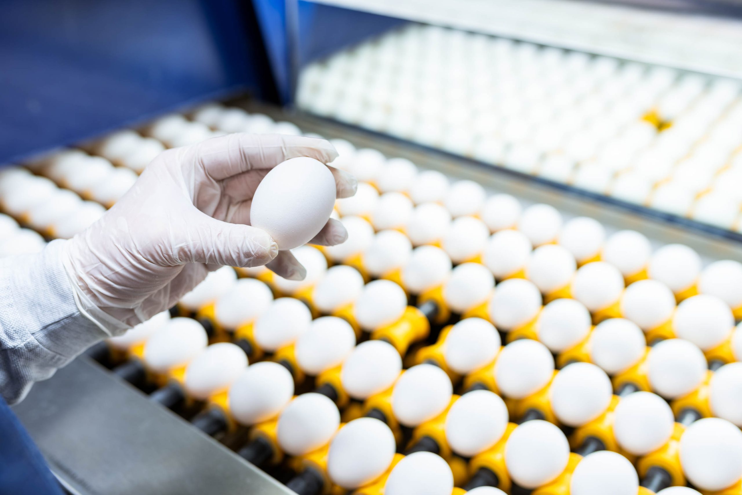 Products & Services – VALO BioMedia